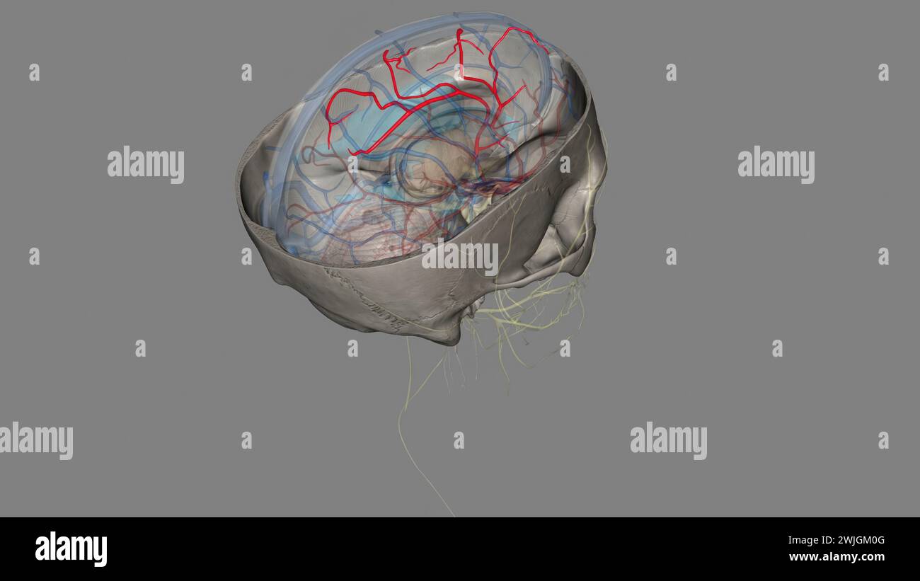 The anterior cerebral artery is the terminal branch of the ...