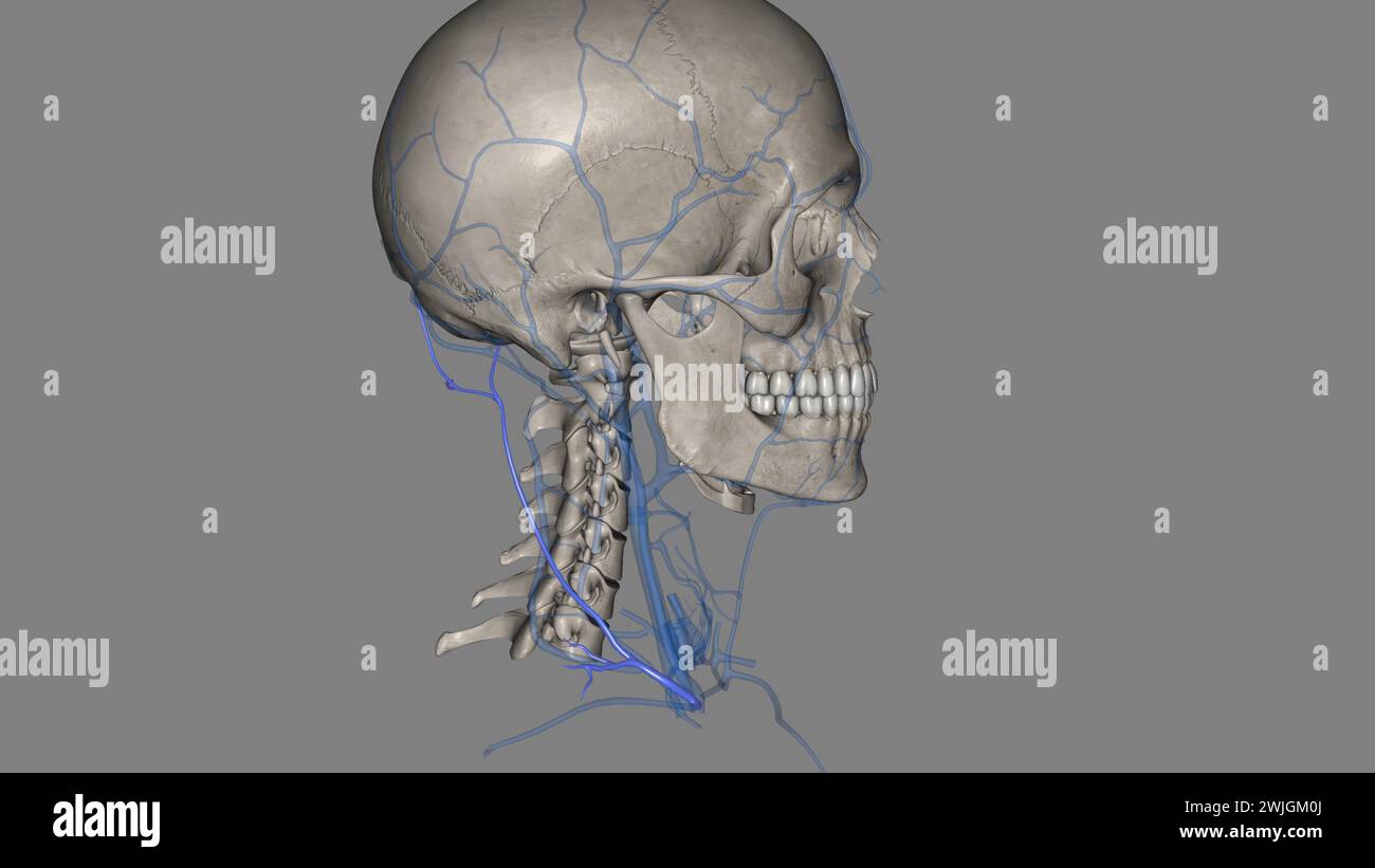 Jugular vein cardiac hi-res stock photography and images - Alamy