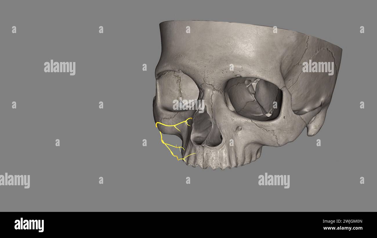 Zygomatic facial nerve hi-res stock photography and images - Alamy