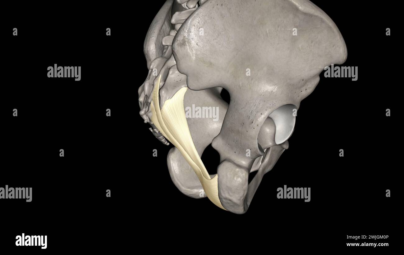 Sacrotuberous ligament hi-res stock photography and images - Alamy