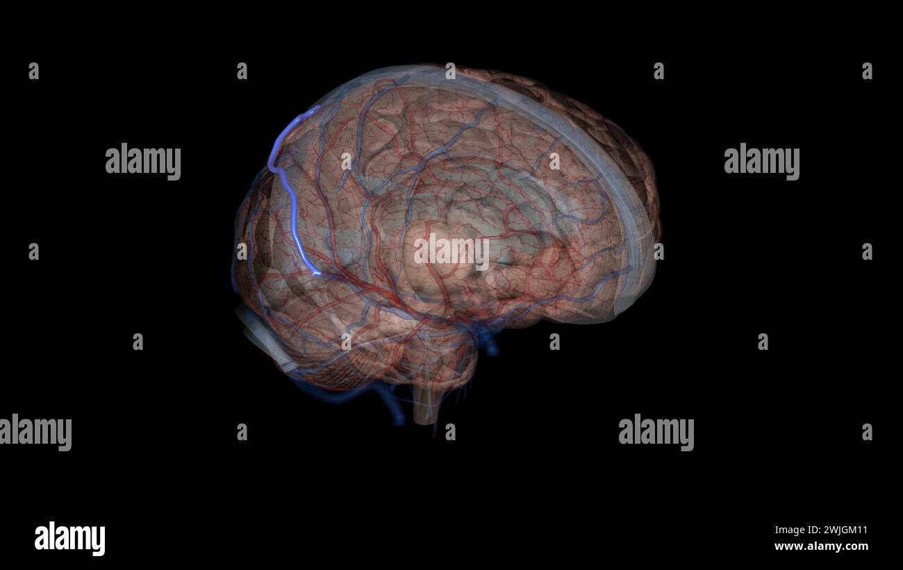 Superior vein hi-res stock photography and images - Alamy