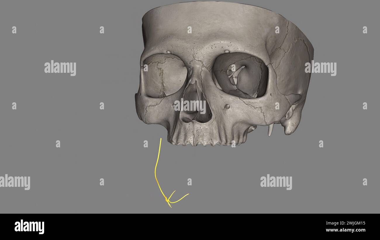 Marginal mandibular nerve hi-res stock photography and images - Alamy