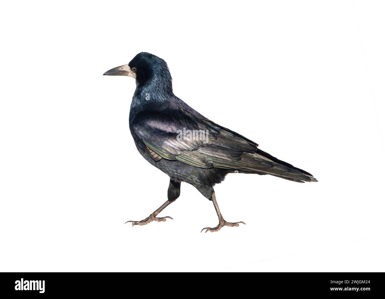 A walking rook is isolated on a white background Stock Photo - Alamy