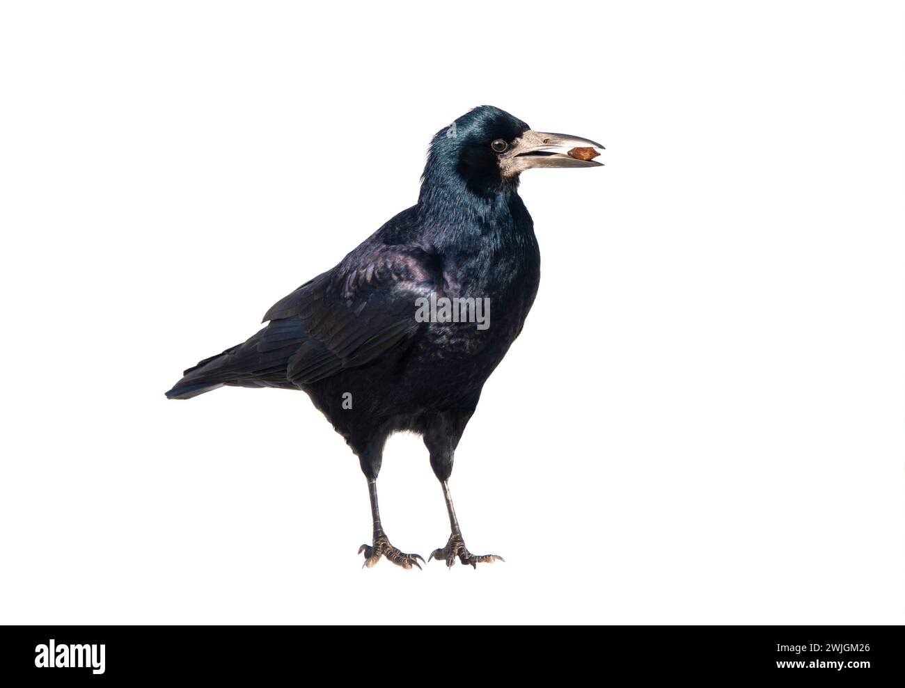 Raven with food Cut Out Stock Images & Pictures - Alamy