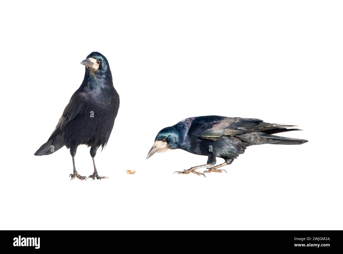 two raven on a white background Stock Photo - Alamy