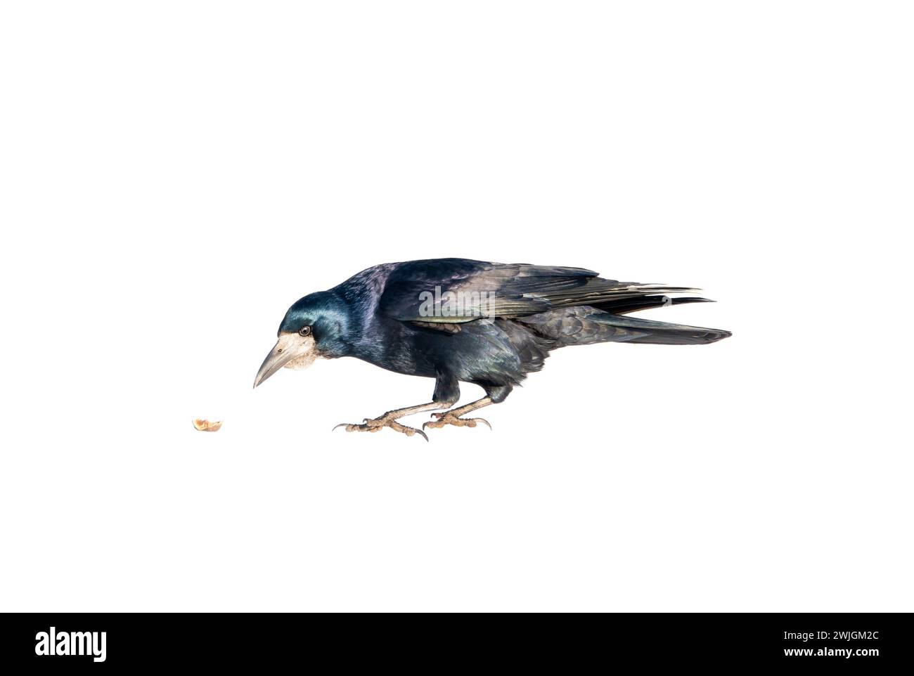 Raven with food Cut Out Stock Images & Pictures - Alamy