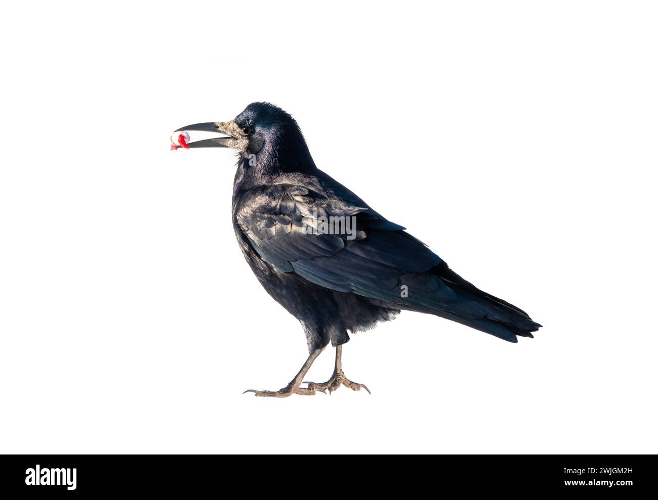 Raven with food Cut Out Stock Images & Pictures - Alamy