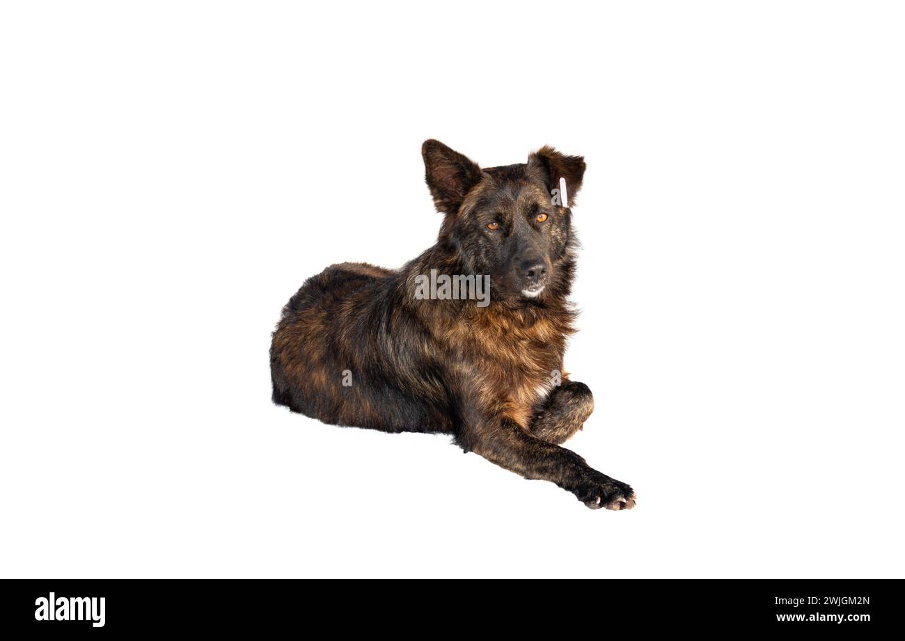 Castrated dog with a number in the ear isolated on a white background ...