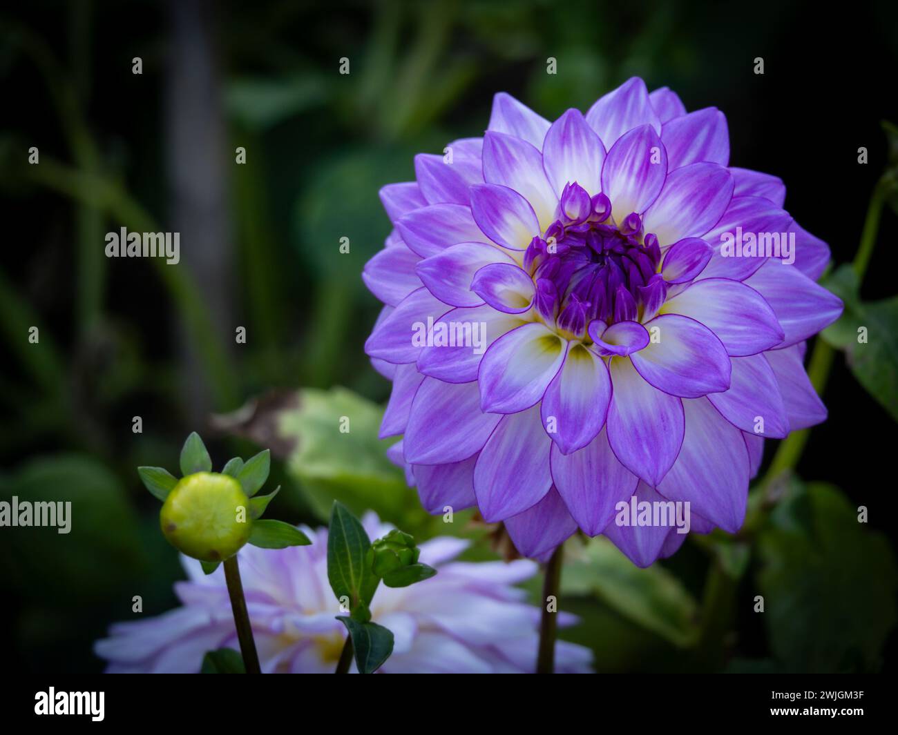 Purple vibes hi-res stock photography and images - Alamy