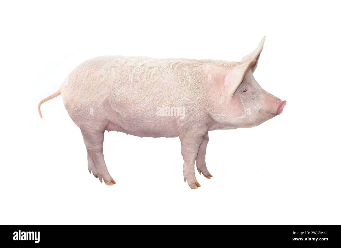 big pig isolated on white background Stock Photo - Alamy