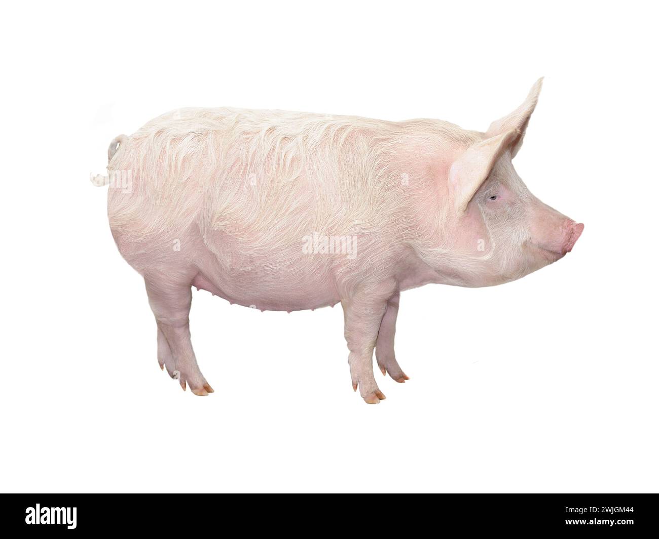 big pig isolated on white background Stock Photo - Alamy