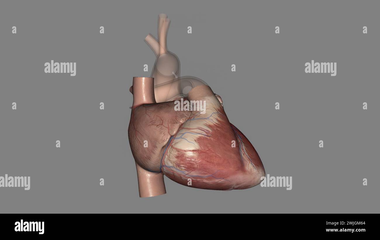 Anterior papillary muscle hi-res stock photography and images - Alamy