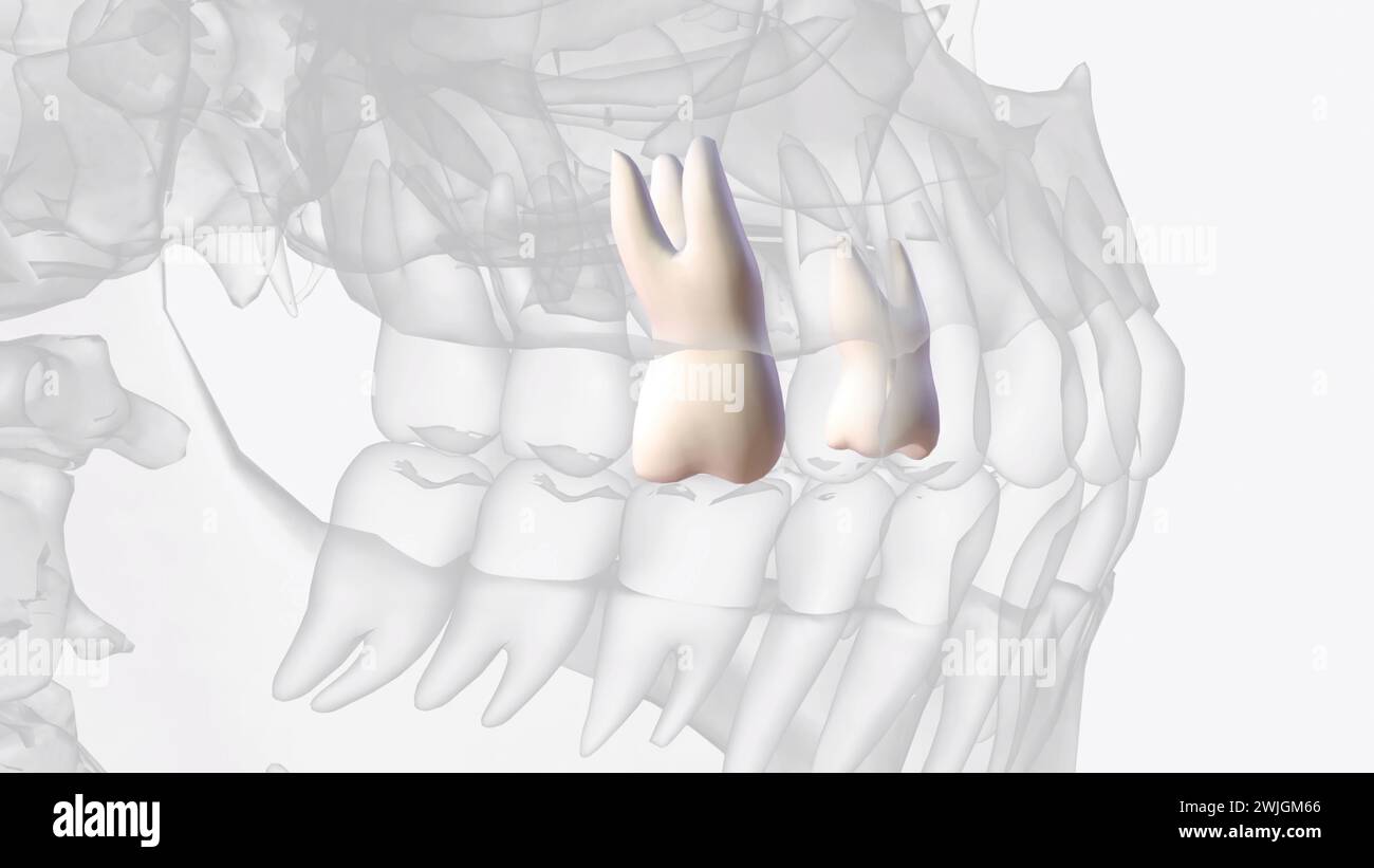 Maxillary arch hi-res stock photography and images - Alamy