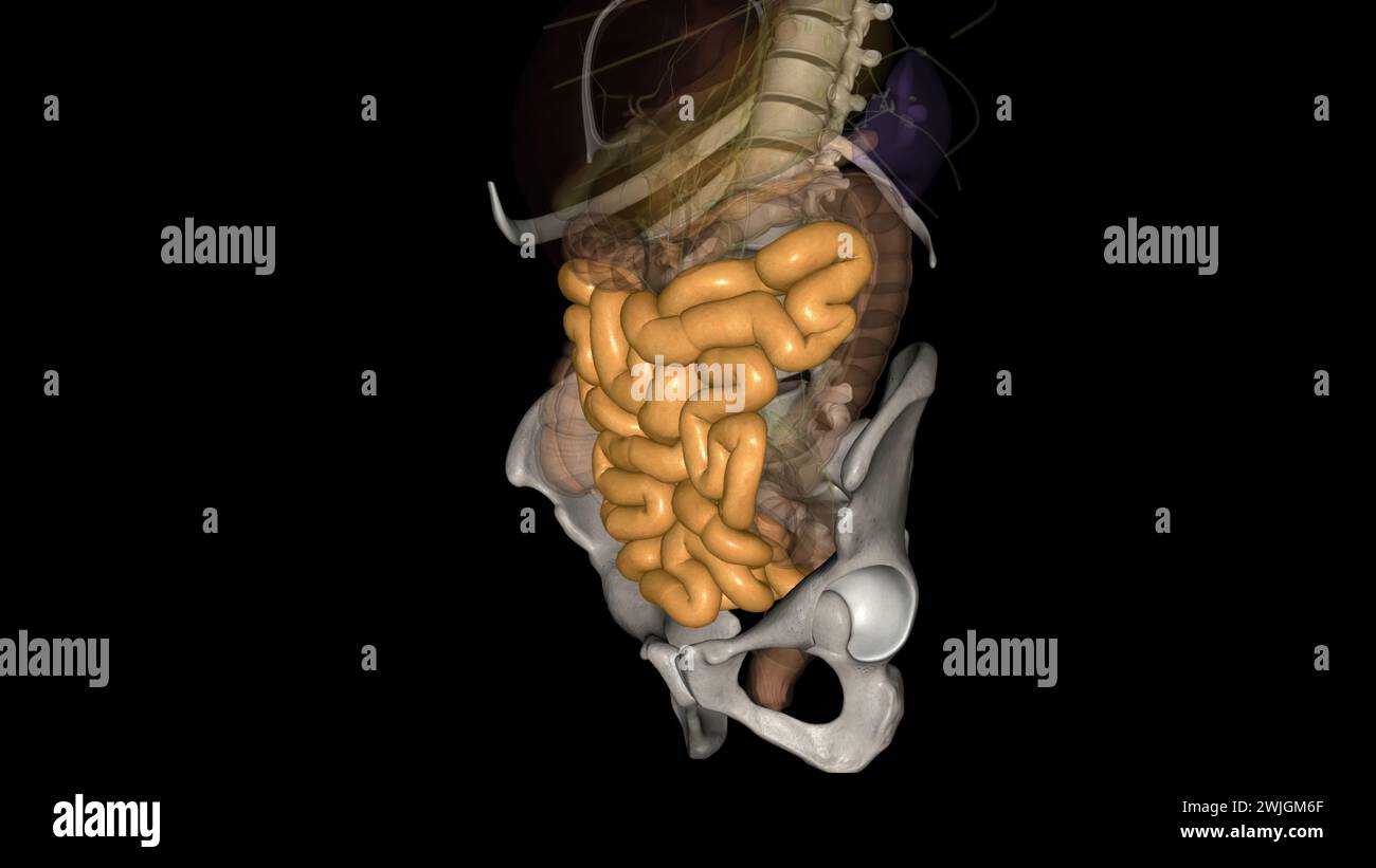 The small intestine (also referred to as the small bowel) is the ...