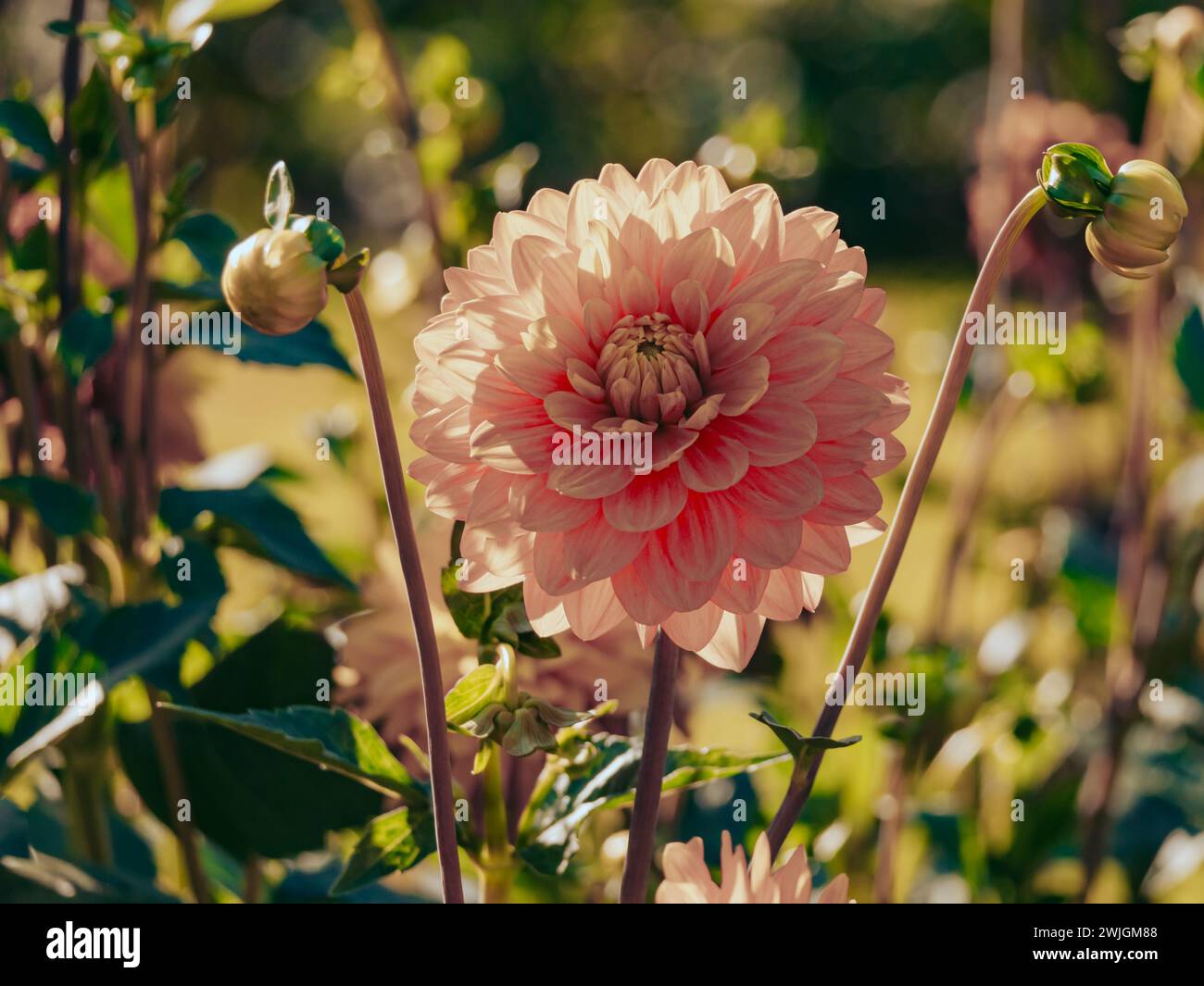 Buds wallpaper hi-res stock photography and images - Alamy