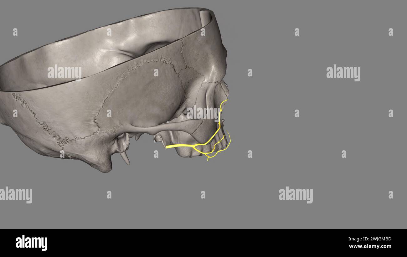 Malar muscle hi-res stock photography and images - Alamy