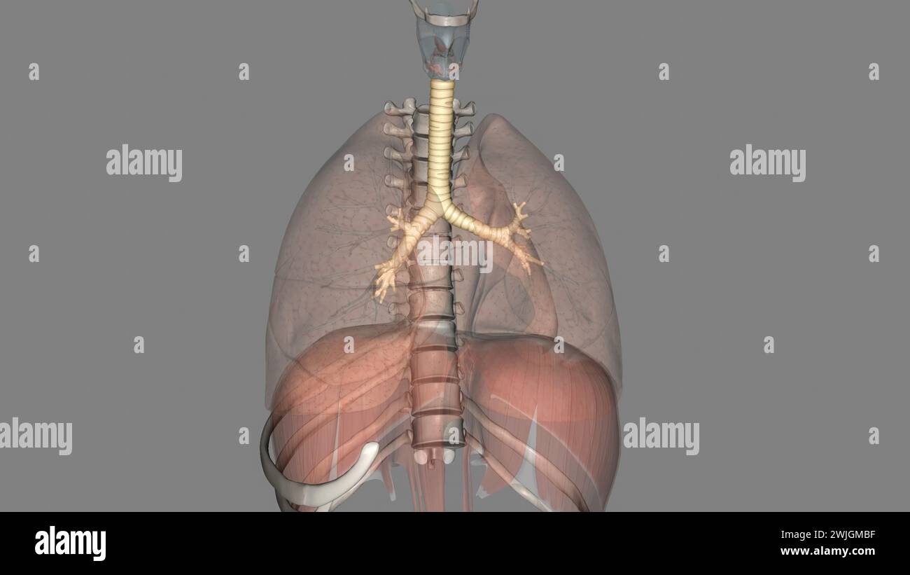 Trachea, in vertebrates and invertebrates, a tube or system of tubes ...