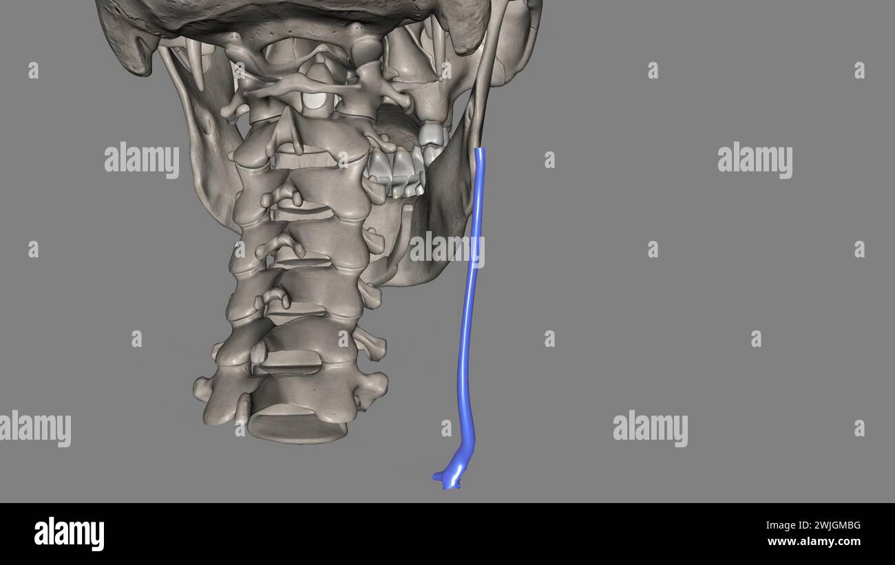 The external jugular is a large vein used in prehospital medicine for ...