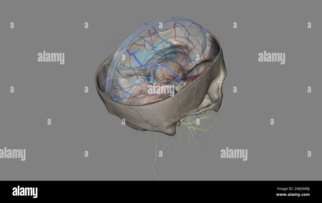 Superior anastomotic vein of trolard 3d illustration Stock Photo - Alamy