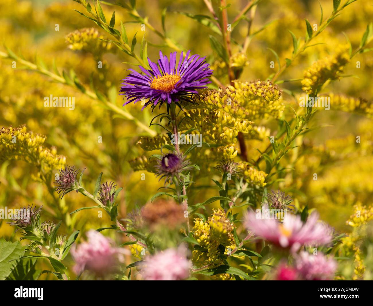 Purple flowers backdrop hi-res stock photography and images - Alamy