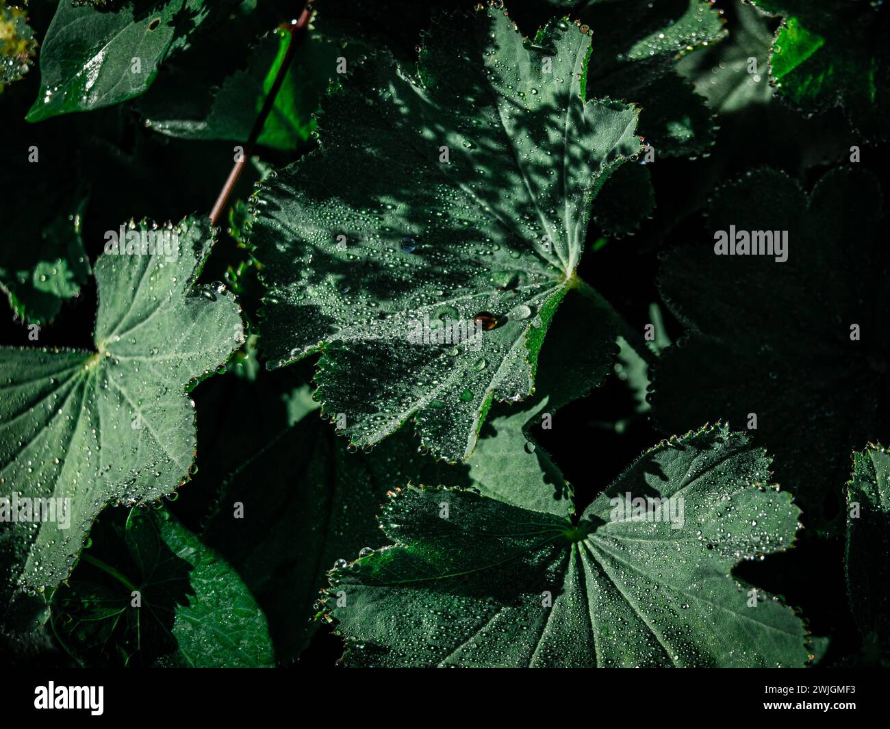Many green plants hi-res stock photography and images - Alamy