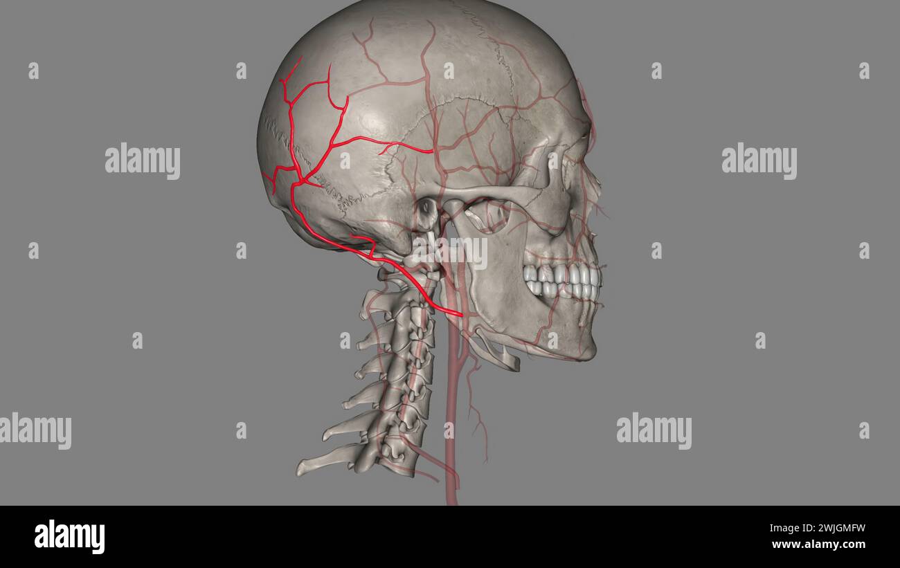 External Carotid Artery External Carotid Artery – HowMed
