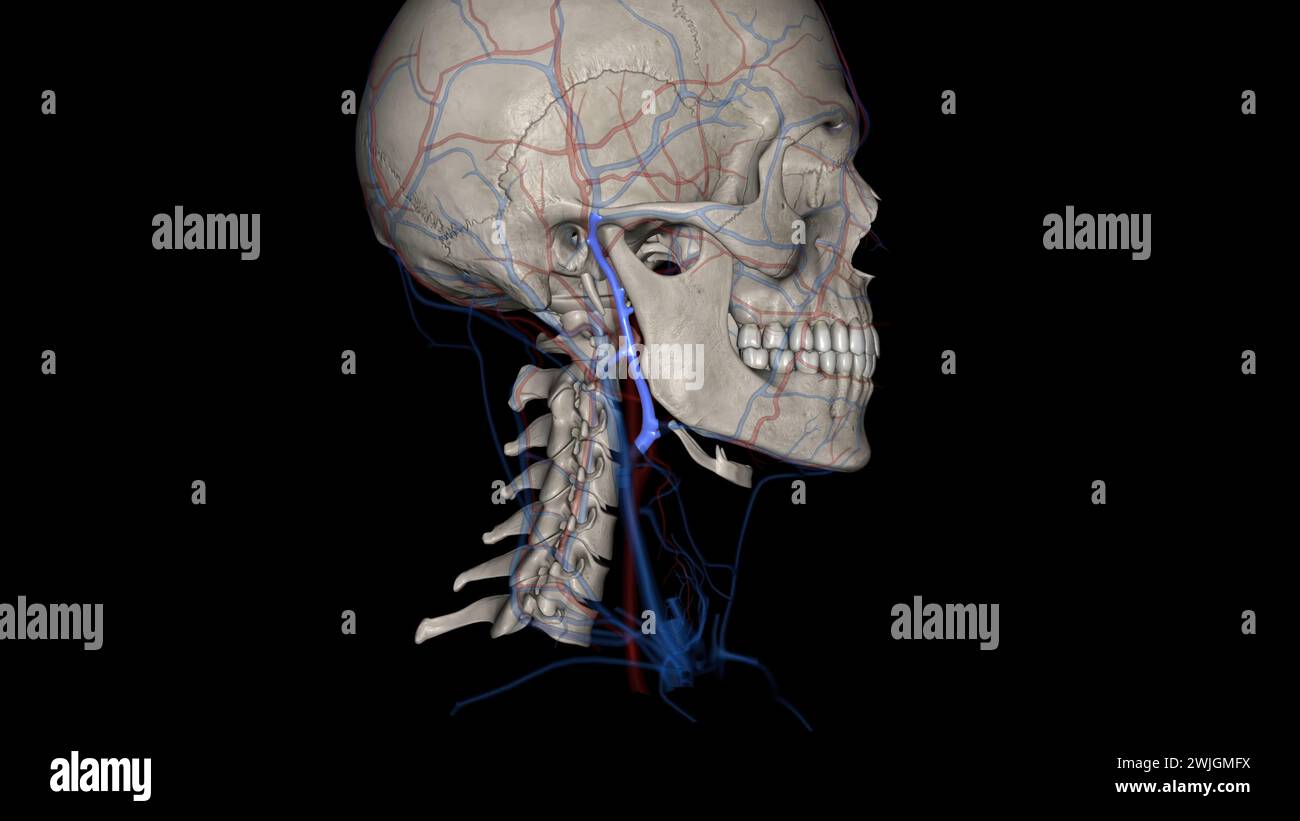 Vena retromandibular hi-res stock photography and images - Alamy