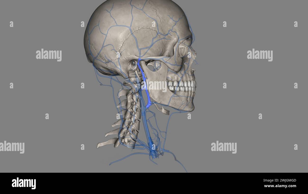 The retromandibular vein is a major vein of the face 3d illustration ...
