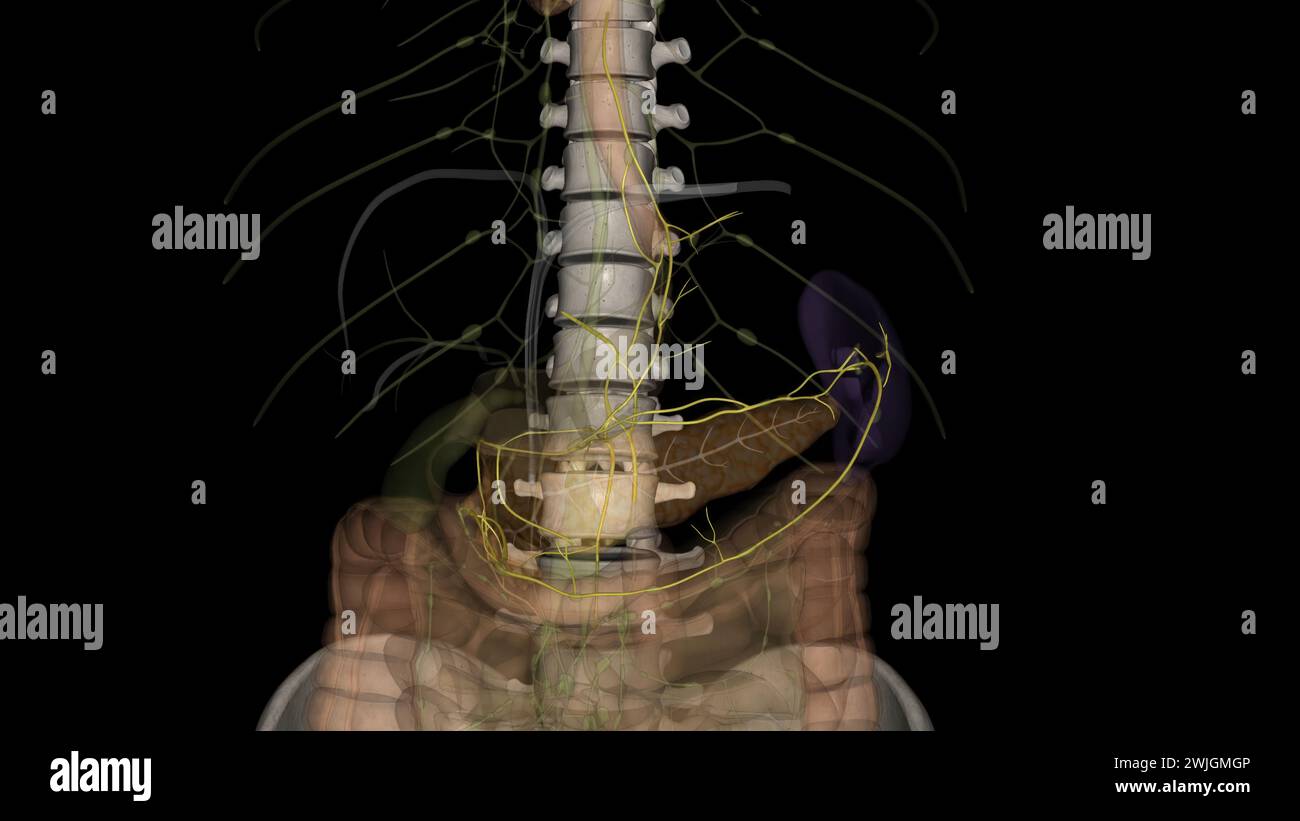 Paravesical hi-res stock photography and images - Alamy