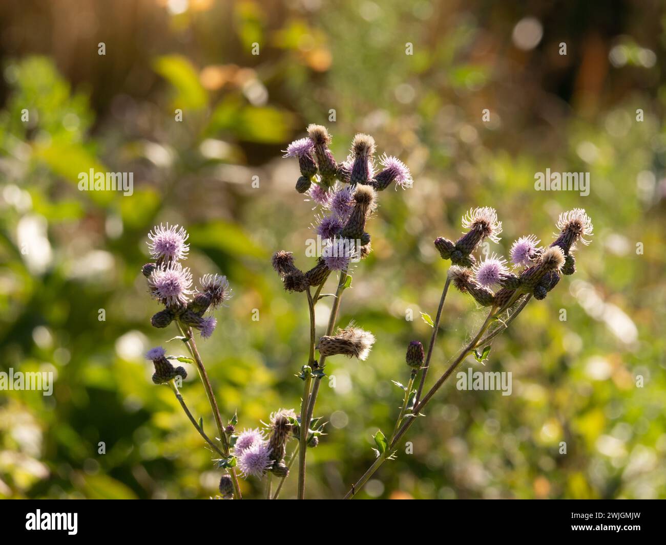 Field thistle hi-res stock photography and images - Alamy