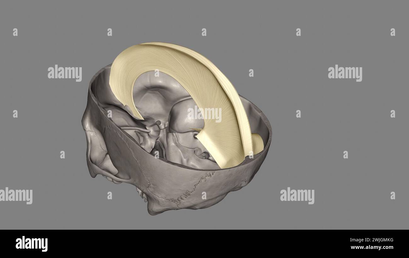 Cerebelli hi-res stock photography and images - Alamy