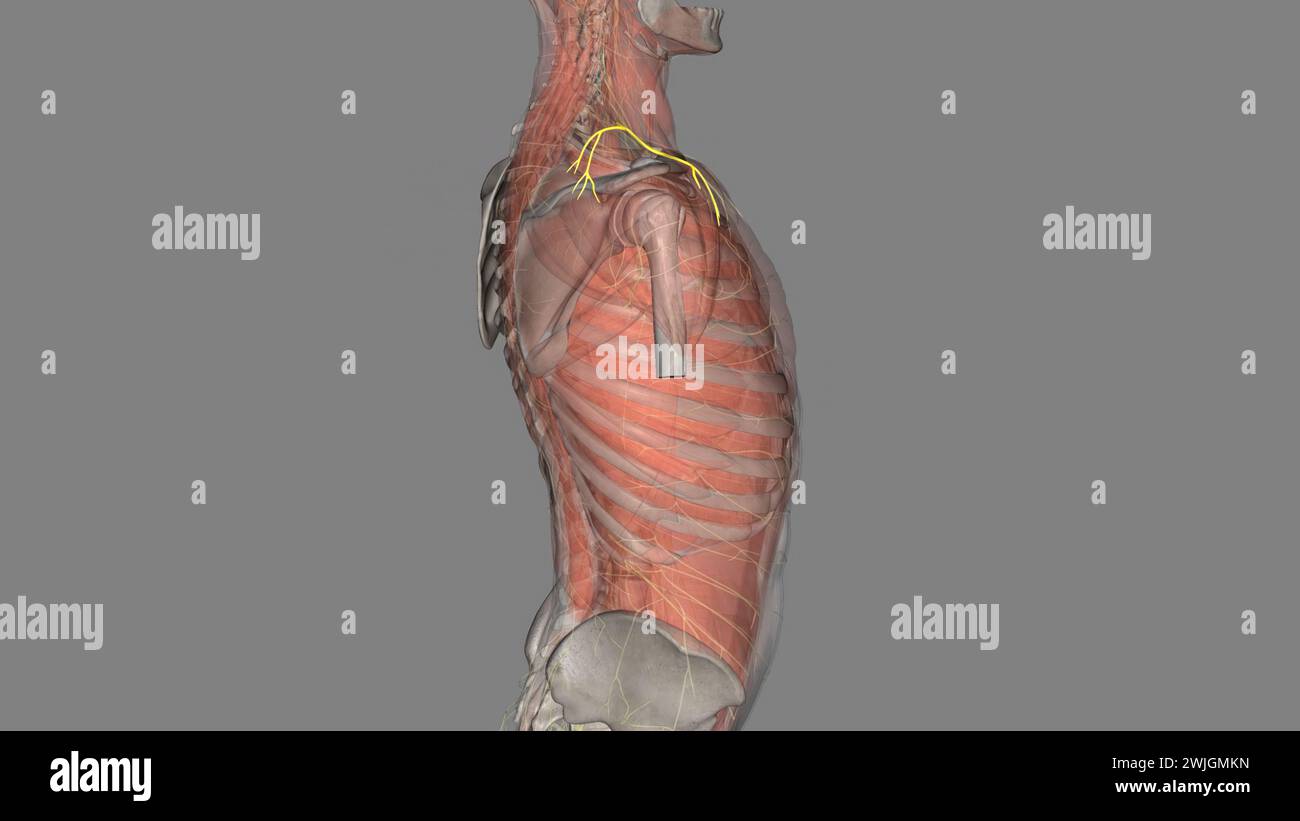 Suprascapular hi-res stock photography and images - Alamy