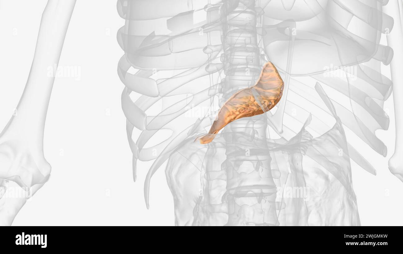 The lesser omentum is the double layer of peritoneum that extends from ...
