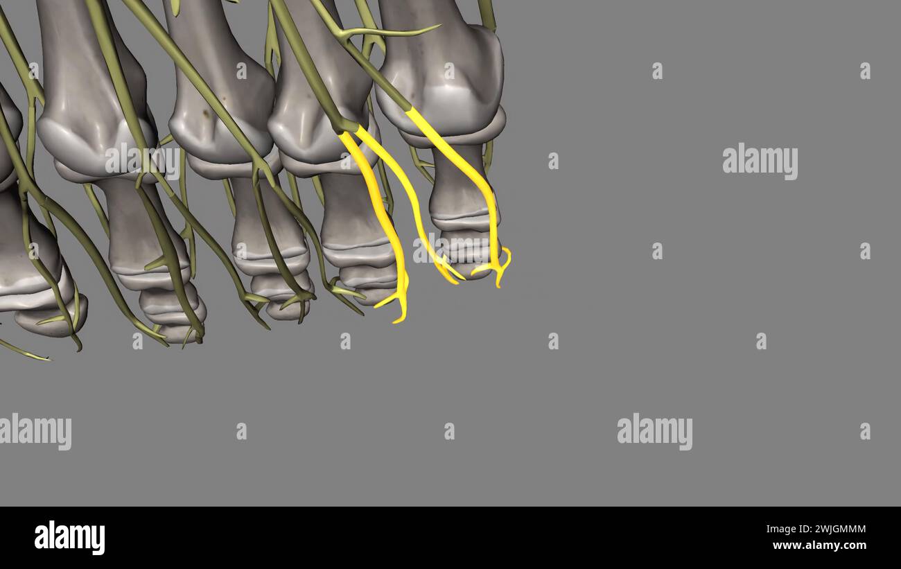 Plantar lateral hi-res stock photography and images - Alamy