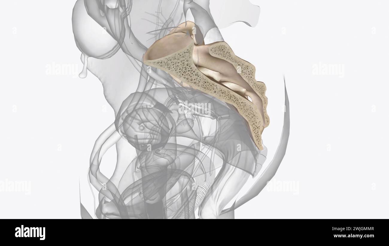 The sacrum is the triangular bone just below the lumbar vertebrae 3d ...
