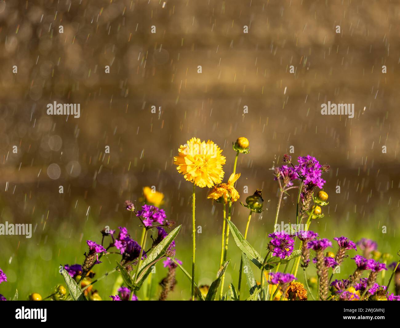 Rainy sunny hi-res stock photography and images - Alamy