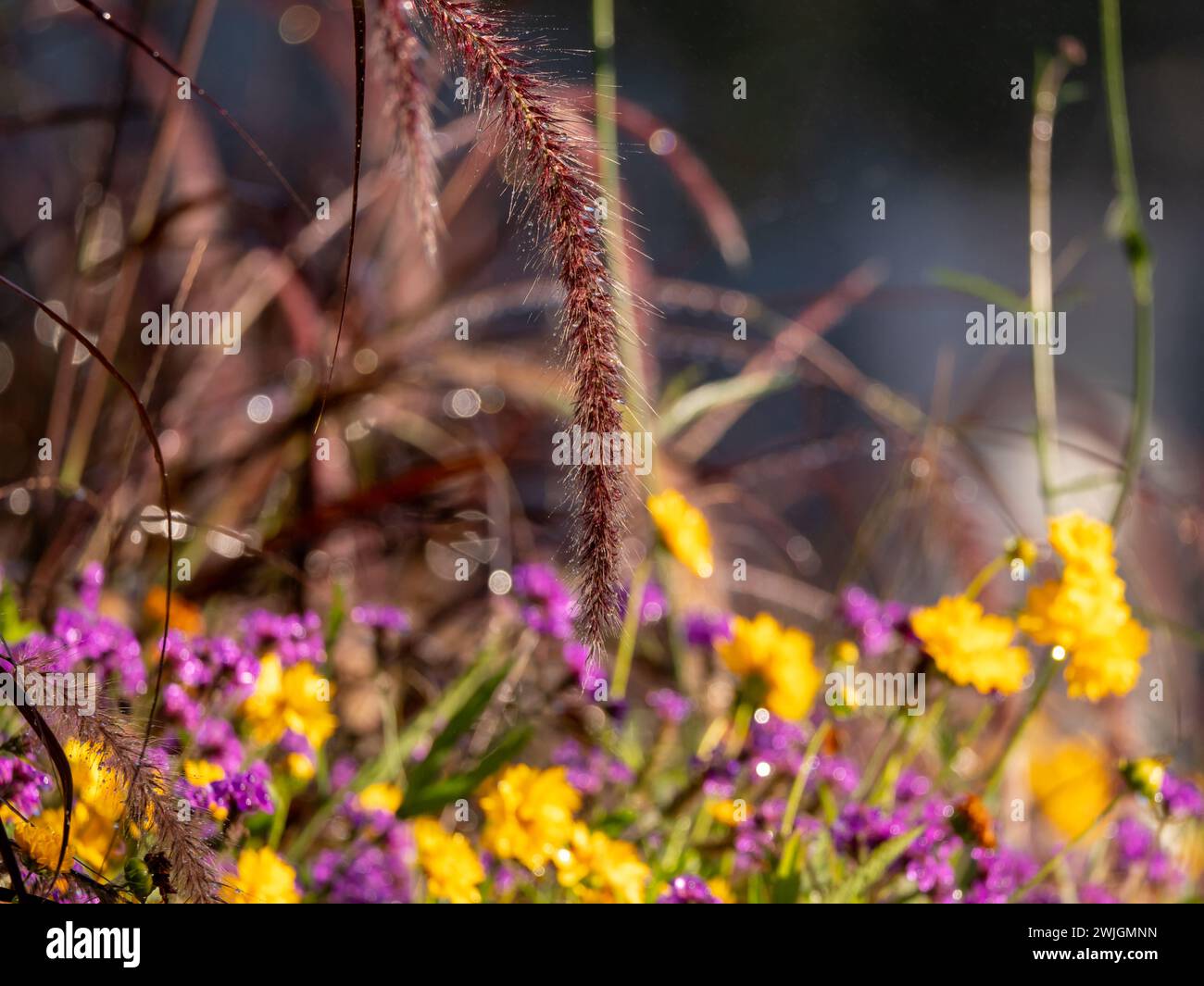 Beautiful purple wild plants hi-res stock photography and images - Alamy
