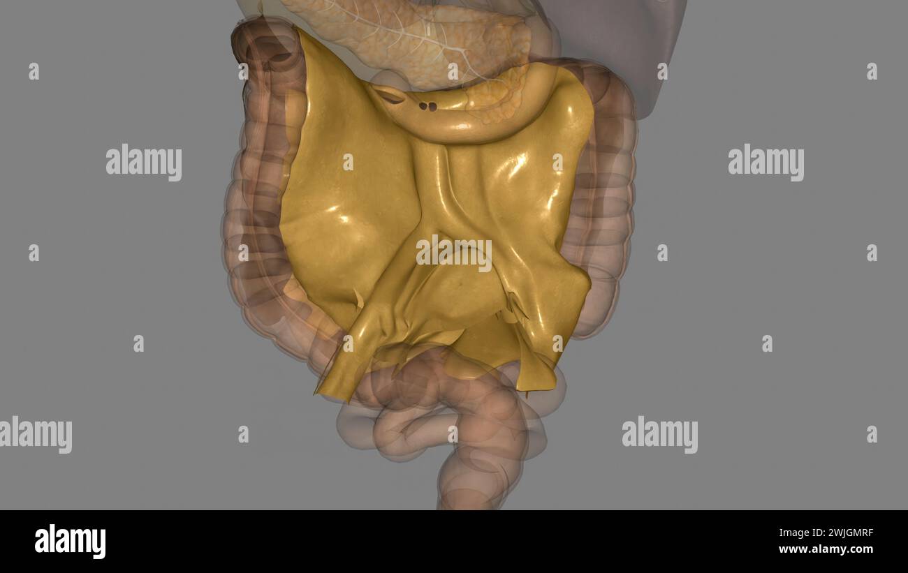 Transverse mesocolon hi-res stock photography and images - Alamy