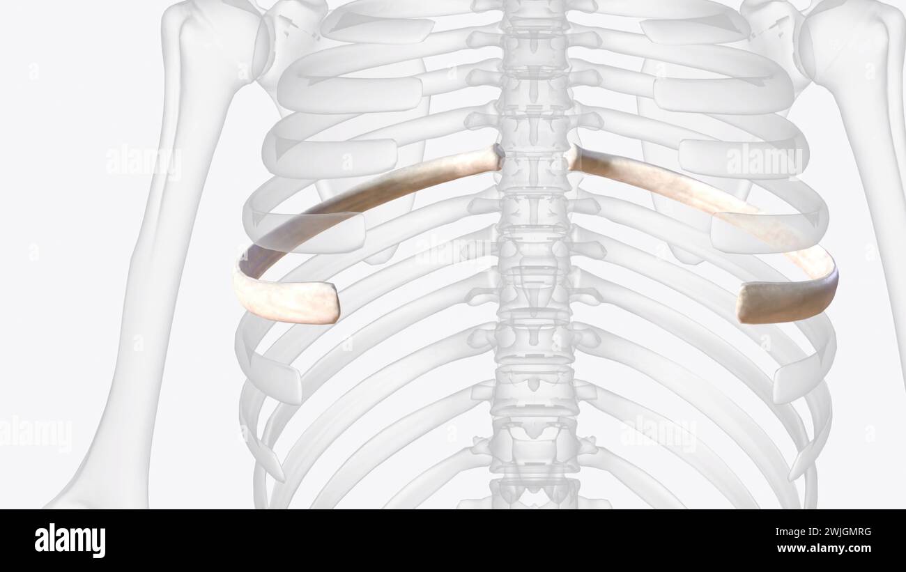 Sixth rib hi-res stock photography and images - Alamy