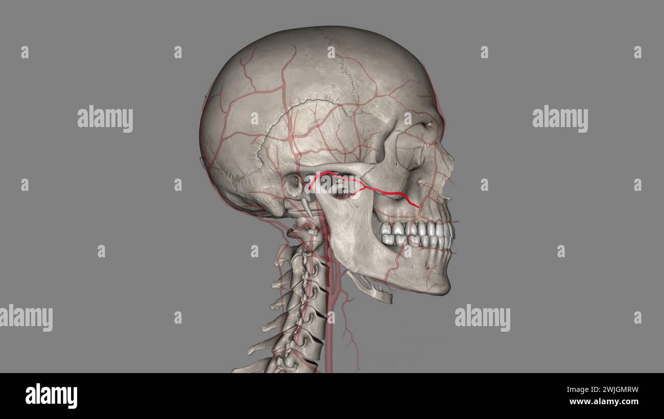Superficial transverse muscle hi-res stock photography and images - Alamy