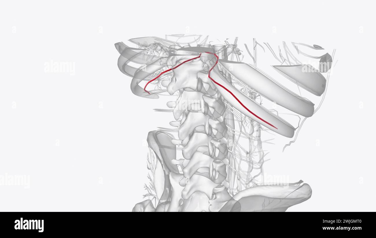 The subcostal arteries, so named because they lie below the last ribs ...