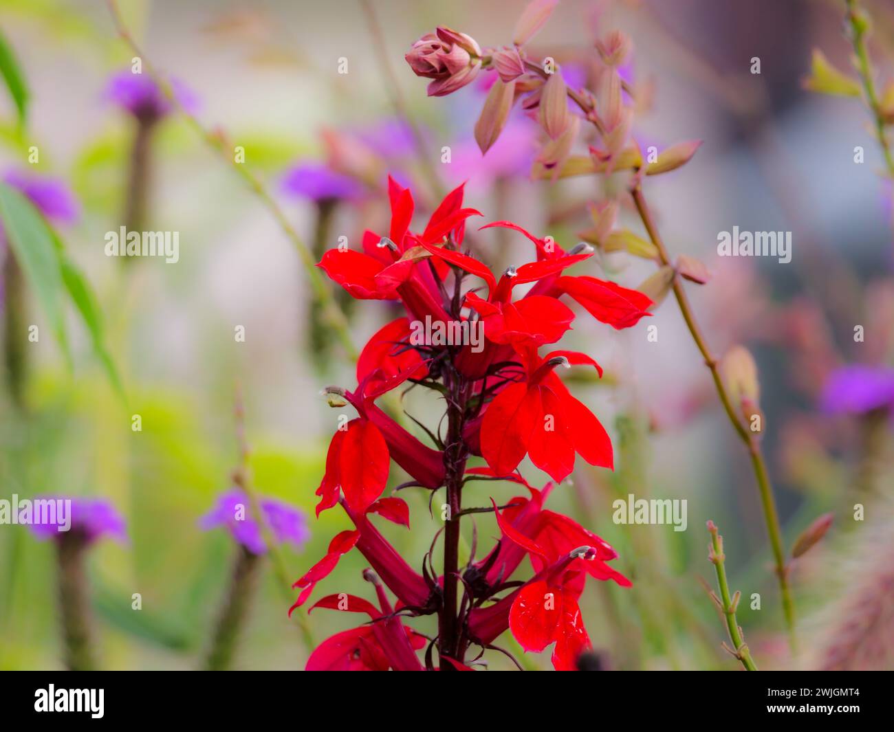 beautiful cardinal flower Stock Photo - Alamy