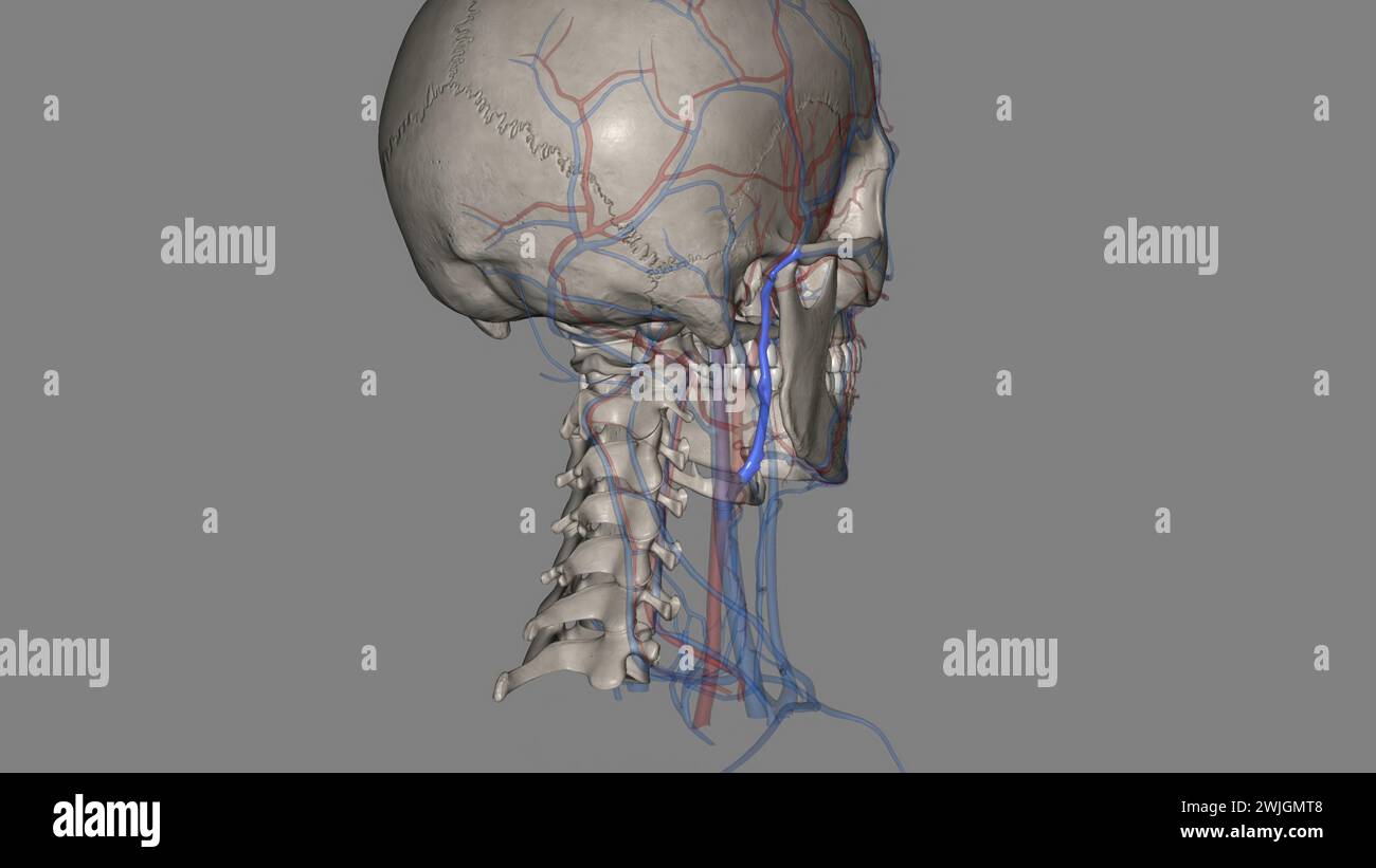 The retromandibular vein is a major vein of the face 3d illustration ...