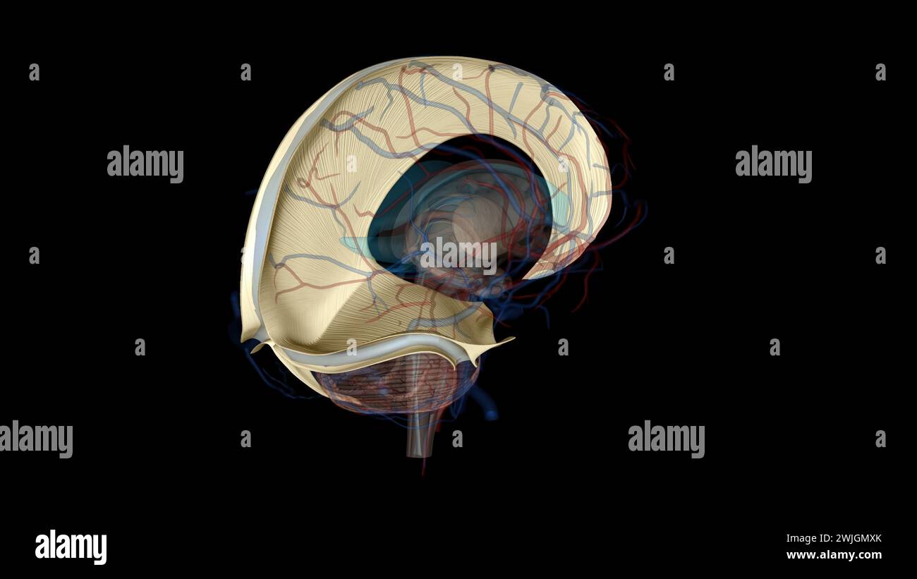 Falx cerebri, Falx cerebelli, Tentorium cerebelli 3d illustration Stock ...
