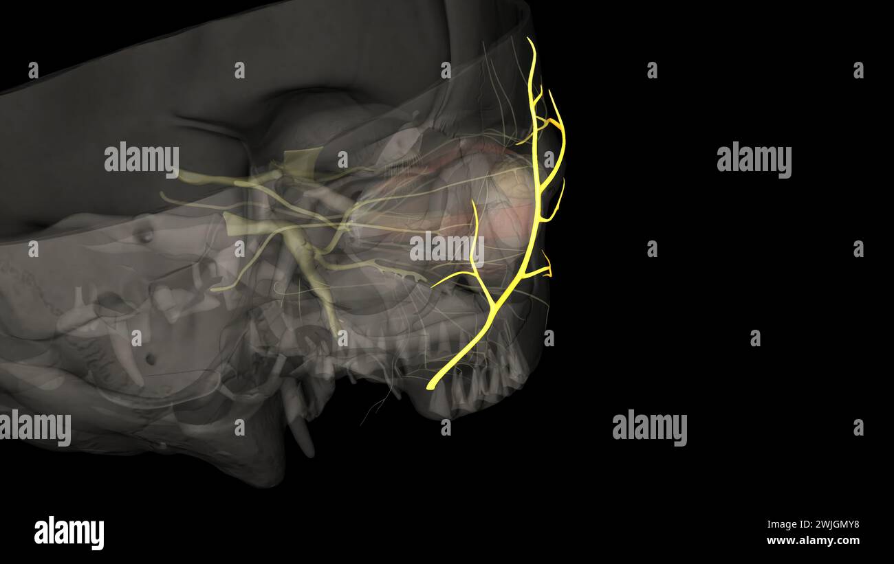 Anatomical eyeball illustration 3d hi-res stock photography and images ...