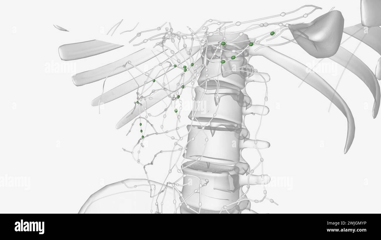 Pancreatic Iymph nodes 3d medical Stock Photo - Alamy