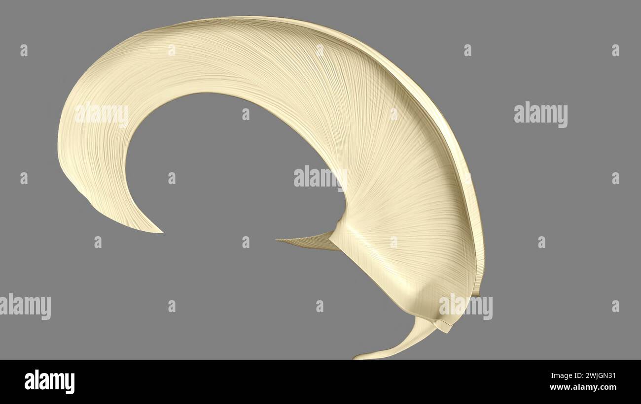 The falx cerebri and tentorium cerebelli are thin dural structures ...