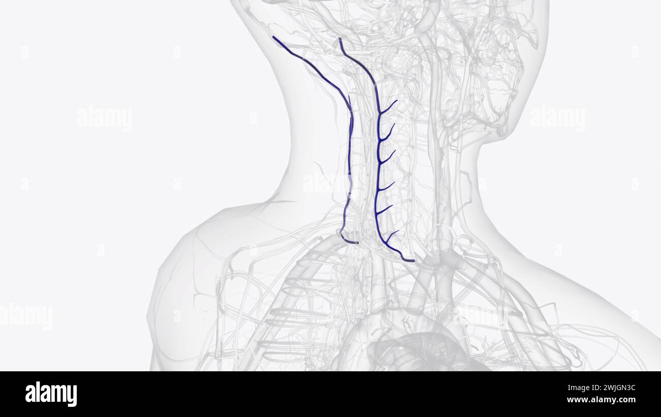 The jugular veins include three pairs of veins in your neck 3d ...