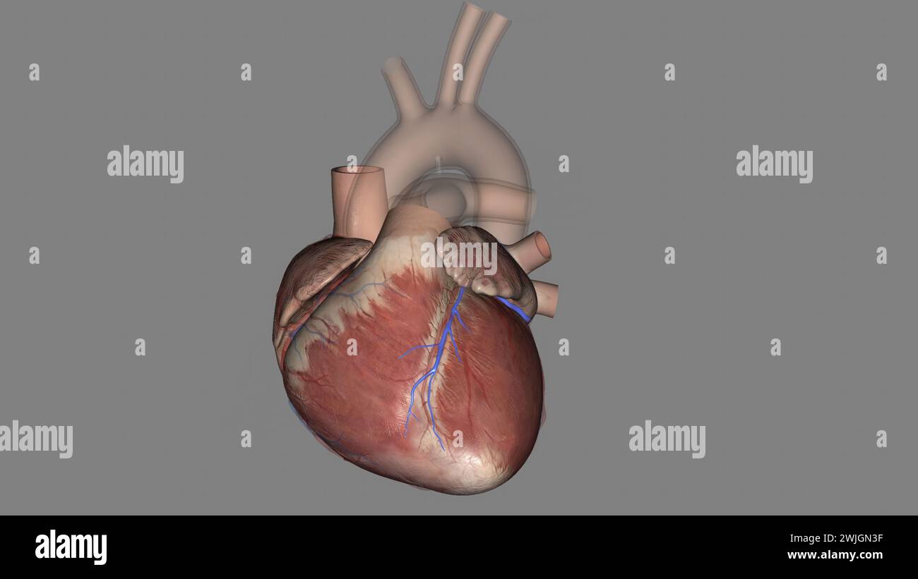 Cardiac apex hi-res stock photography and images - Alamy