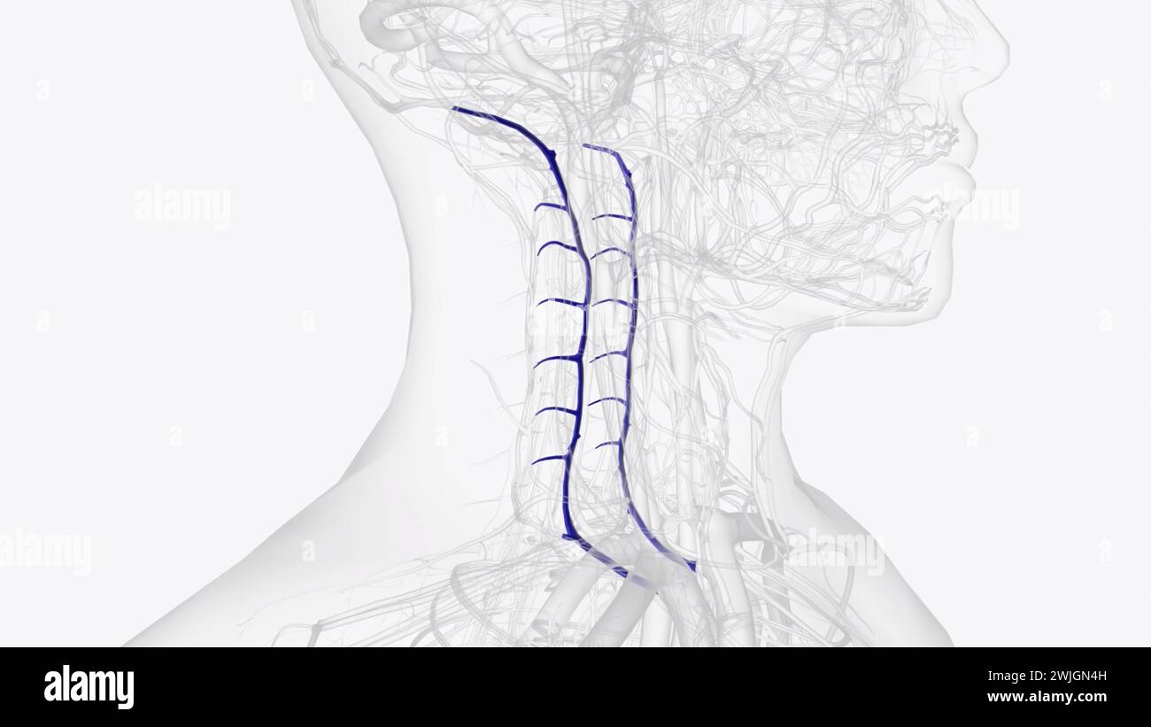 Transverse cervical artery hi-res stock photography and images - Alamy